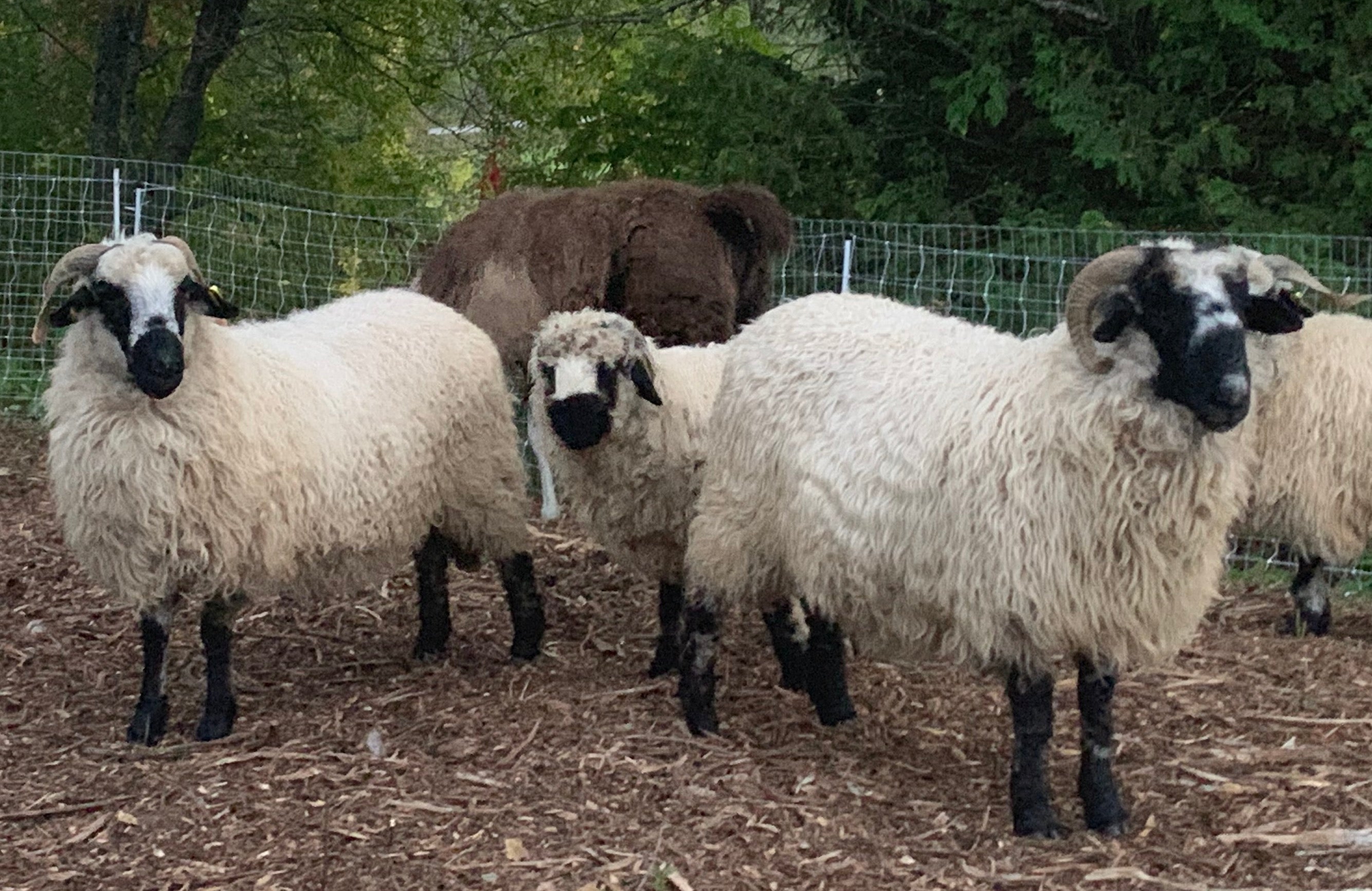 We Should Get A Donkey! Nope. I Have A Better Idea!! – Fermes Leystone